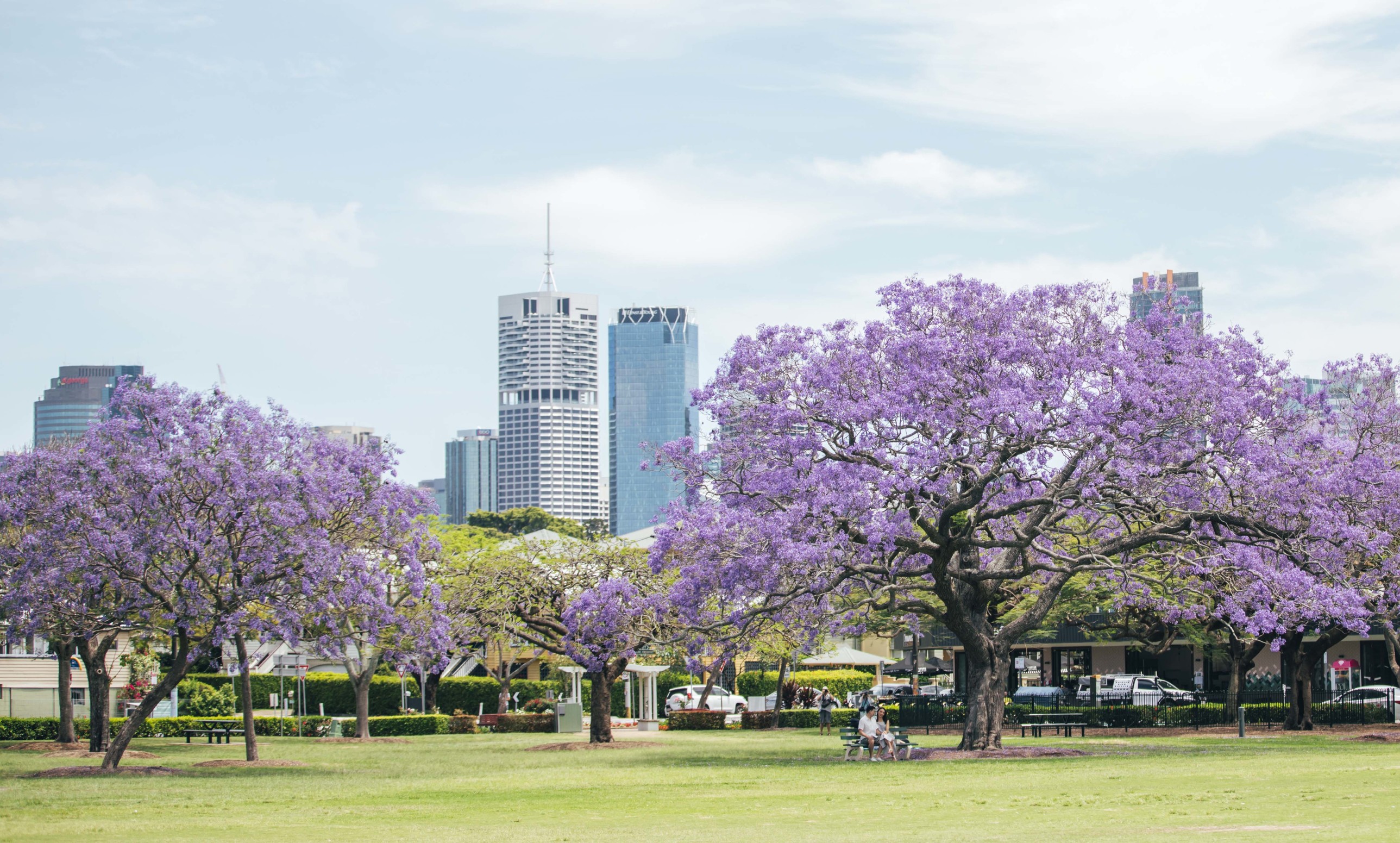 Purple Rain: Best Places to See QLD's Jacarandas | Queensland