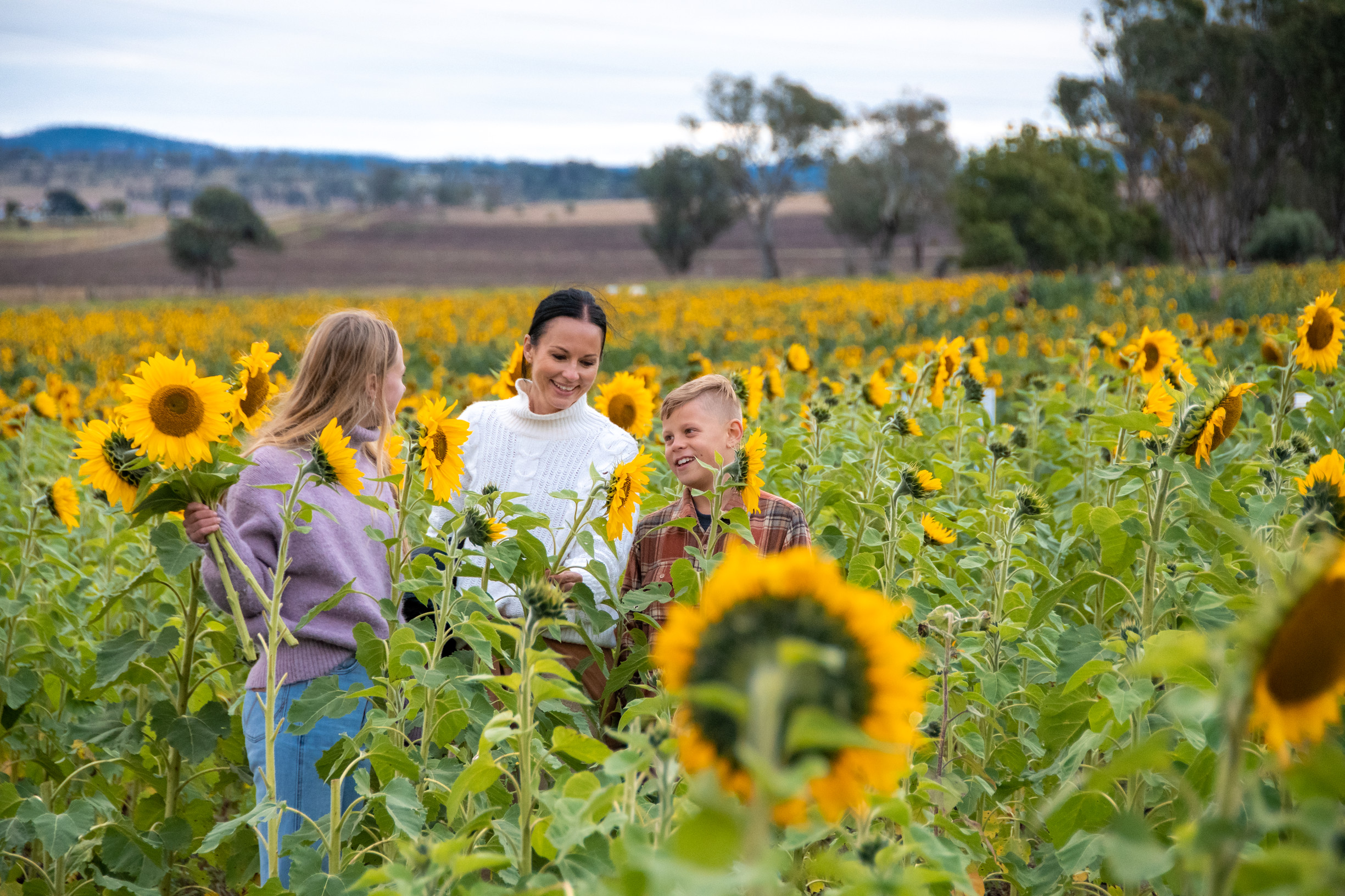 How To Experience Queensland Sunflower Fields | Queensland